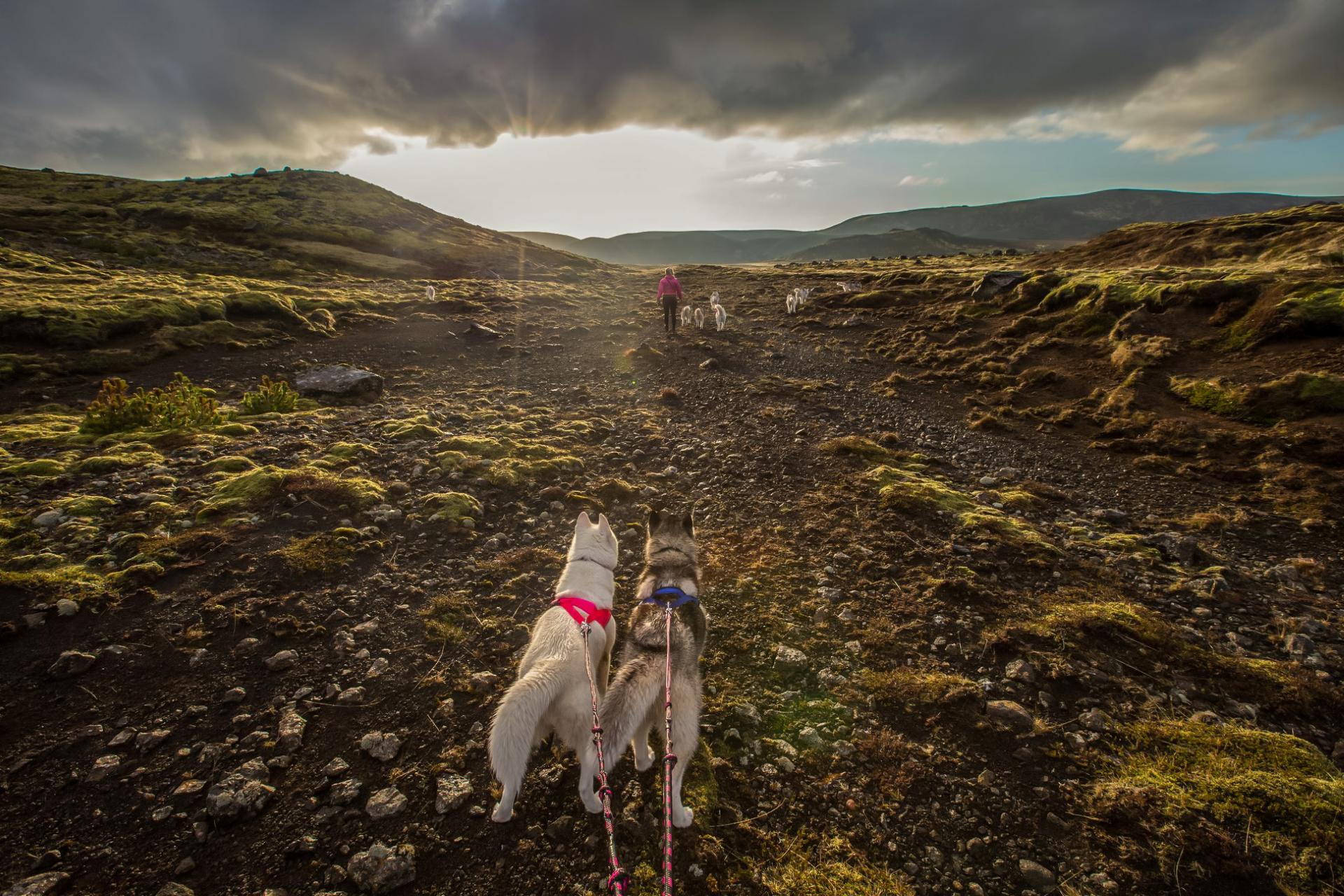 Hiking with Huskies - Husky Iceland